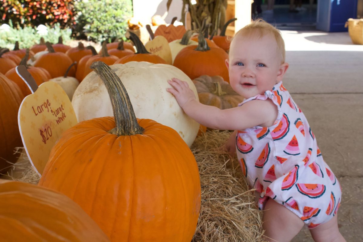 Annual Pumpkin Patch and Fall Festival - Watermelon Swim